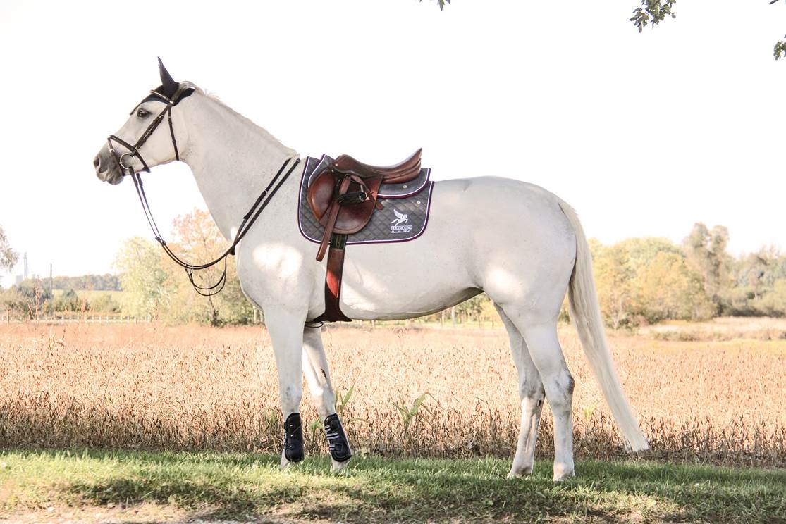 Equine | Jones Feed Mills Ltd.